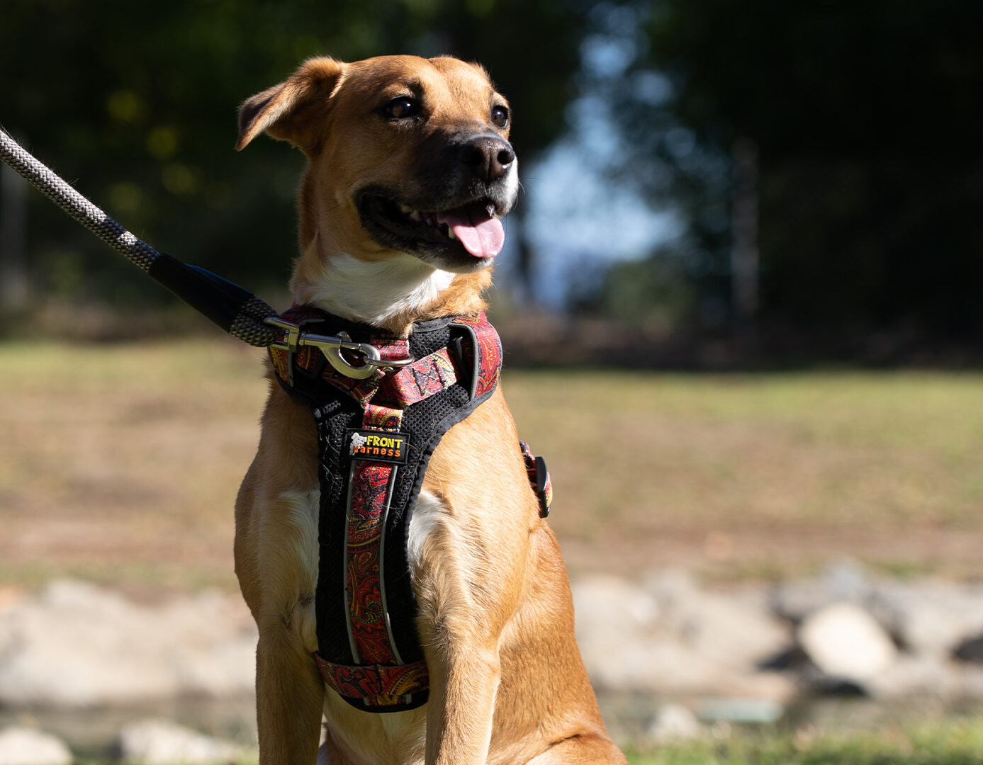 FRONT Harness | Training and Dog Walking Harness | Best no pull dog ...